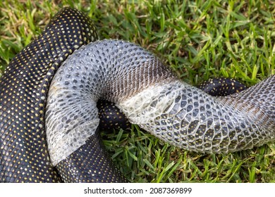 1,052 Diamond Python Images, Stock Photos & Vectors | Shutterstock