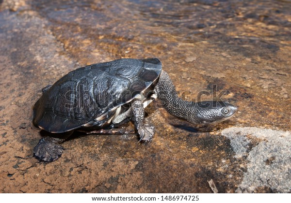 200 Eastern long necked turtle 图片、库存照片和矢量图 | Shutterstock