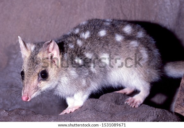 Australian Eastern Quoll Native Cat Stock Photo 1531089671 | Shutterstock