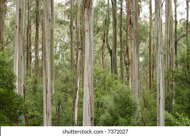 1,897 Tall gum tree Images, Stock Photos & Vectors | Shutterstock