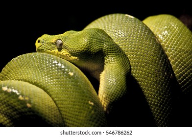 346 Australian green python Görseli, Stok Fotoğraflar ve Vektörler ...