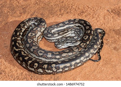 11 Murray darling carpet python Images, Stock Photos & Vectors ...