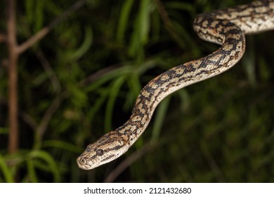 11 Murray darling carpet python Images, Stock Photos & Vectors ...