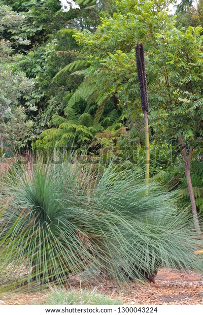 Australian Native Grass Tree Stock Photo 1300043224 | Shutterstock