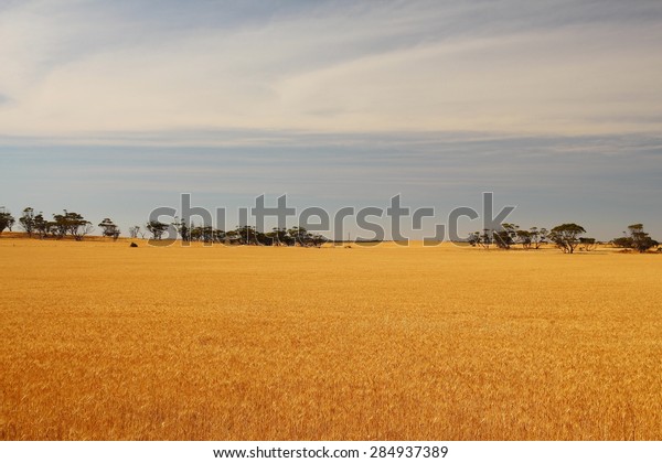 Australian Wheat Fields Stock Photo 284937389 | Shutterstock