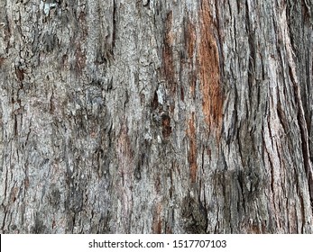 4 Kulit pokok Images, Stock Photos & Vectors | Shutterstock