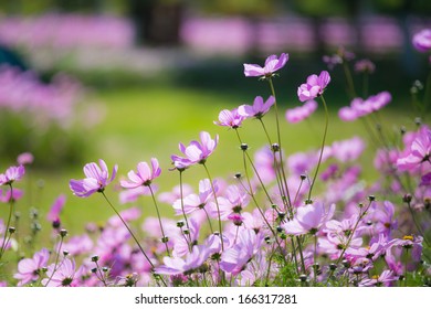 Colorfully Blooming Cosmos Flower Field Stock Photo (Edit Now) 1503686975