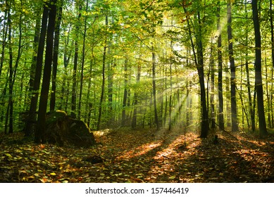 183,530 Light through forest Images, Stock Photos & Vectors | Shutterstock