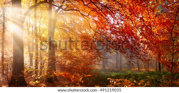 Magic autumn forest : 159 193 images, photos et images vectorielles de ...