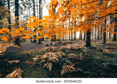 113 Morvan regional natural park Images, Stock Photos & Vectors ...
