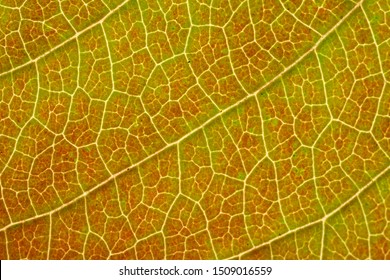 Autumn Leaf Texture Under Microscope Stock Photo 1509016559 | Shutterstock