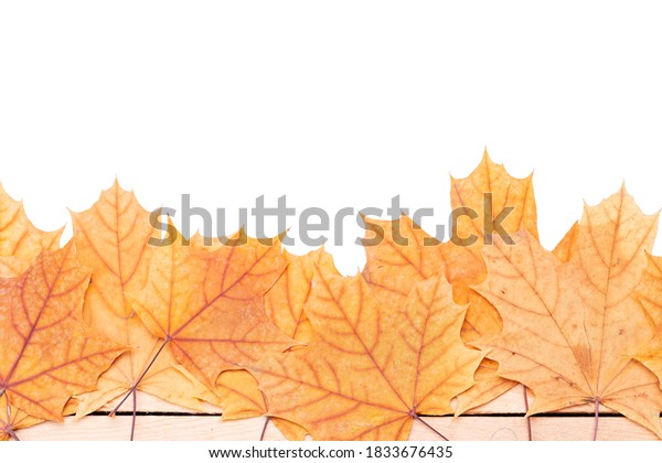 Autumn Maple Leaf Frame Border Isolated Stock Photo 1833676435 ...