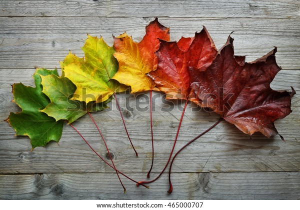 Autumn Maple Leaf Transition Variation Concept Stock Photo (Edit Now ...