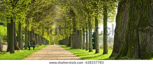 Avenue Linden Trees Tree Lined Footpath Stock Photo (Edit Now) 628337783