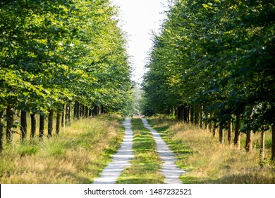 14,589 Tree Lined Pathway Images, Stock Photos & Vectors | Shutterstock