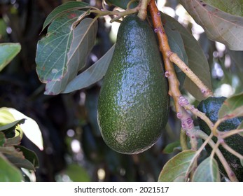 24 imágenes de Dendri - Imágenes, fotos y vectores de stock | Shutterstock