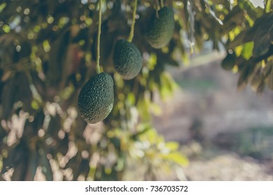 1,128 Avocado grove Images, Stock Photos & Vectors | Shutterstock