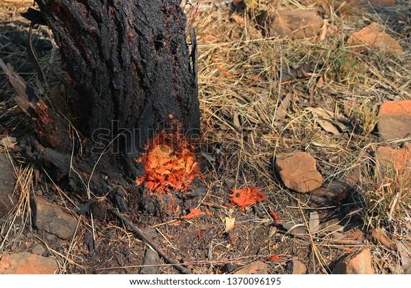 Axe Marks Bottom Charred Tree Base Stock Photo 1370096195 | Shutterstock