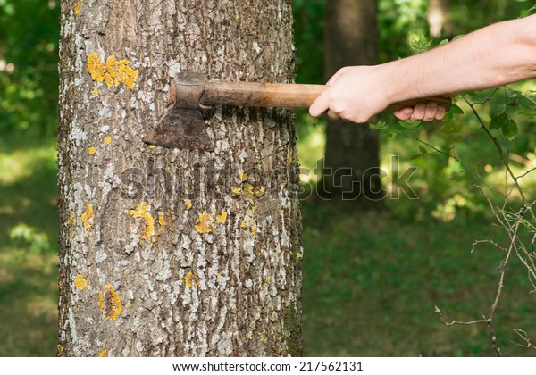 Axe Tree Stock Photo 217562131 | Shutterstock