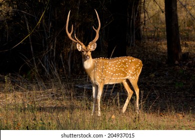 Axis deer: imágenes, fotos de stock y vectores | Shutterstock