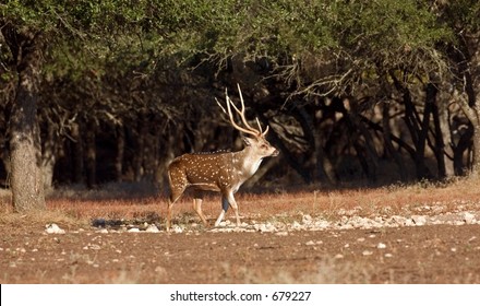 Axis deer: imágenes, fotos de stock y vectores | Shutterstock
