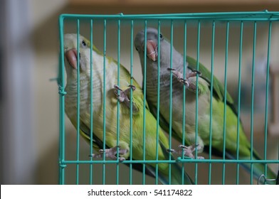 Axis Parallel Two Quaker Parrot Stock Photo 541174822 | Shutterstock