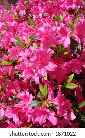 Stock Photo and Image Portfolio by Debbie Gorrell | Shutterstock
