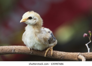 1,381 Chicken crying Images, Stock Photos & Vectors | Shutterstock