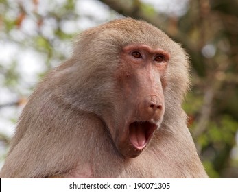 10,174 Baby baboon Images, Stock Photos & Vectors | Shutterstock