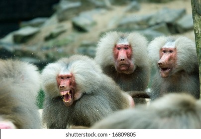 3,869 imágenes de Monkey fight - Imágenes, fotos y vectores de stock ...