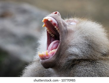 328 Monkey showing teeth Images, Stock Photos & Vectors | Shutterstock