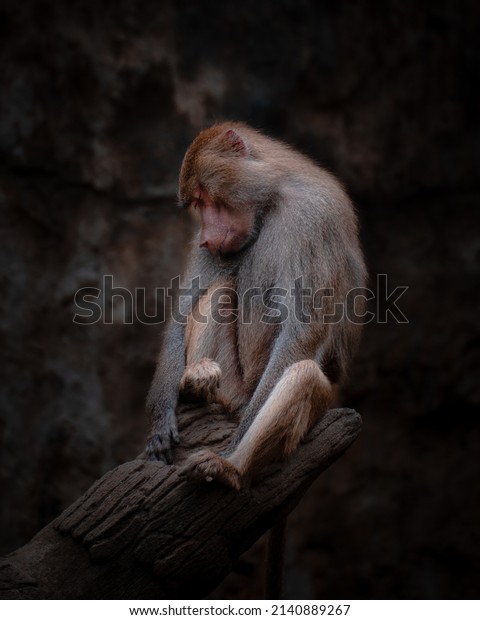Baboon Monkey Sleeping On Log Stock Photo 2140889267 | Shutterstock
