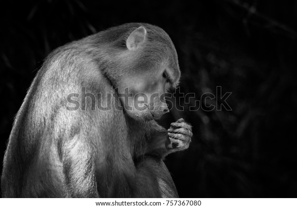 Baboon Monkey Thinking Like Man Stock Photo 757367080 | Shutterstock