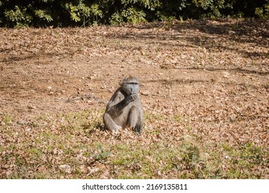Baboon Sun Hogsback Stock Photo 2169135811 | Shutterstock