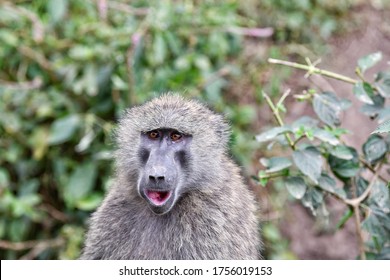 667 Monkey Making Faces Images, Stock Photos & Vectors | Shutterstock
