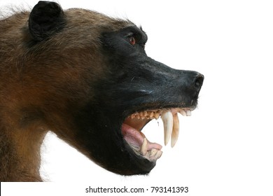 Baboon Trophy Objects Isolated Stock Photo 793141393 | Shutterstock