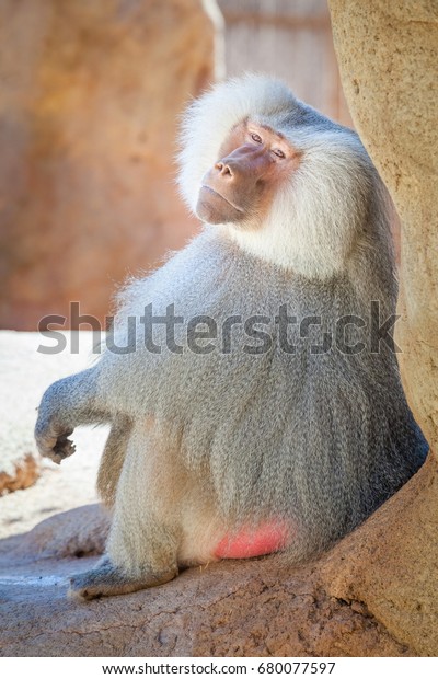 Baboon Vertical Side View Portrait Monkey Stock Photo 680077597 ...
