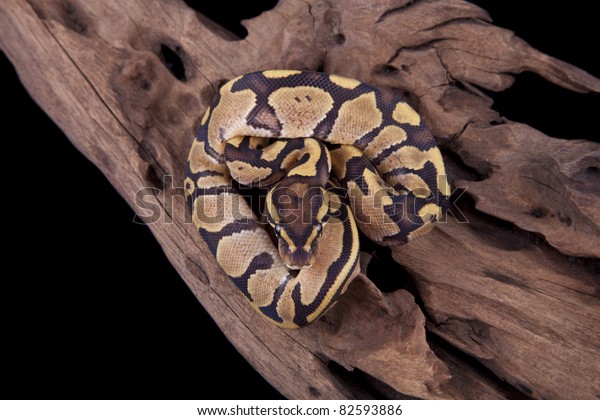 Baby Ball Royal Python Fire Morph Stock Photo 82593886 | Shutterstock