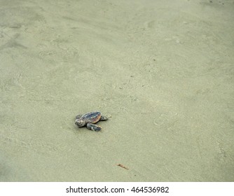 Baby Loggerhead Turtle Stock Photo 464536982 | Shutterstock