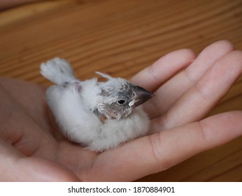 Baby Silver Java Sparrow Hand Stock Photo 1870884901 | Shutterstock