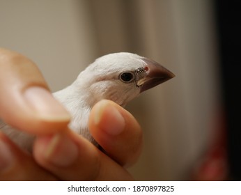Baby Silver Java Sparrow Hand Stock Photo 1870884901 | Shutterstock
