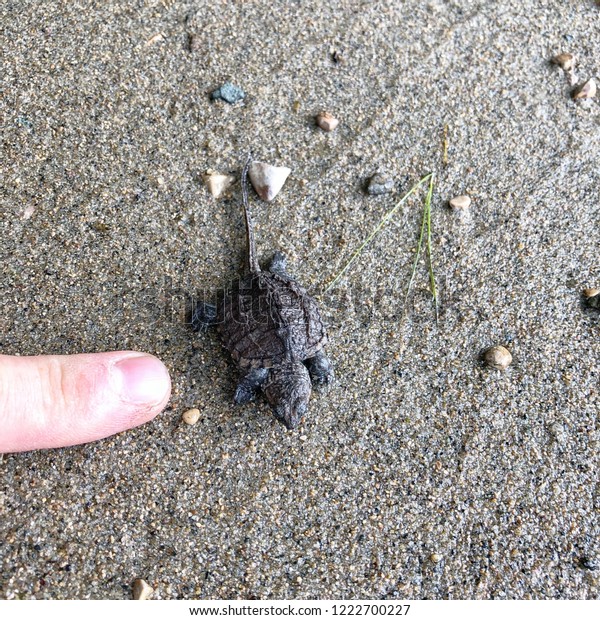 Baby Snapper Turtle Stock Photo 1222700227 | Shutterstock