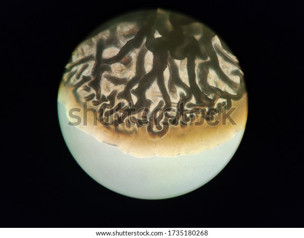 Bacillus Subtilis Colony Under Microscope Stock Photo (Edit Now) 1735180268