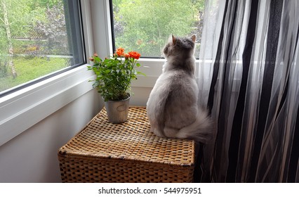 Back Cat Looking Out Window Stock Photo 544975951 | Shutterstock