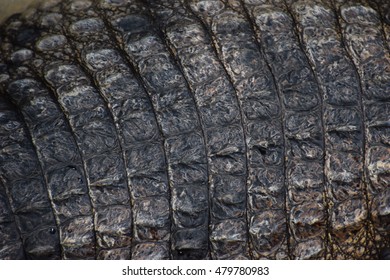 Back Crocodile Stock Photo 479780983 | Shutterstock
