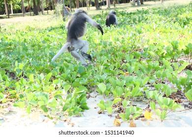 Back Dusky Leaf Monkey Spectacled Langur Stock Photo 1531141940 ...