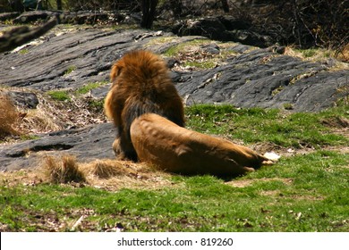 5,587 Lion from back Images, Stock Photos & Vectors | Shutterstock
