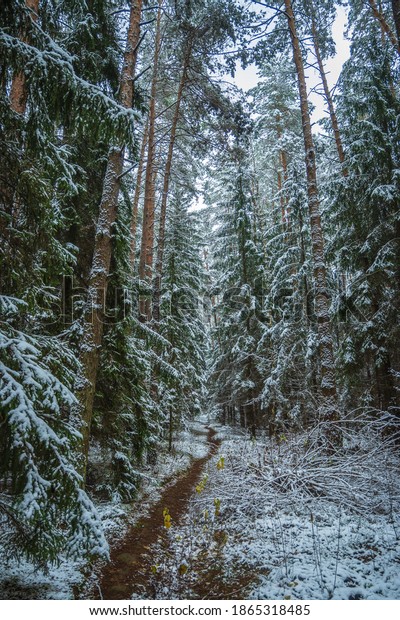 Back Path Deep Forest Stock Photo 1865318485 | Shutterstock
