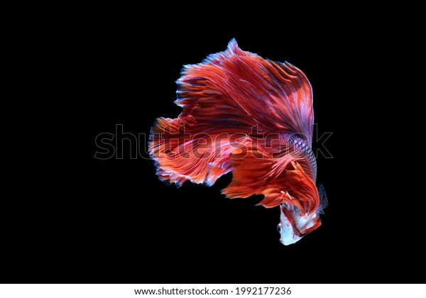 Back Pose Red Betta Fish Siamese Stock Photo 1992177236 | Shutterstock