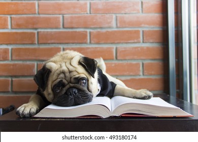 347 Pug School Stock Photos, Images & Photography | Shutterstock